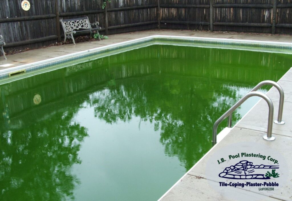 Can you swim in a pool with algae? Learn what you should do!